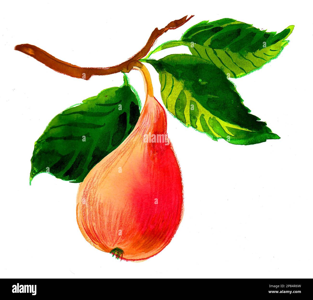 Pear fruit on tree branch. Ink and watercolor painting Stock Photo - Alamy