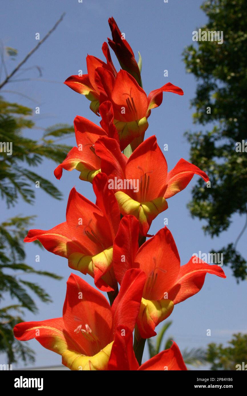 Yellow gladioli flower hi-res stock photography and images - Alamy