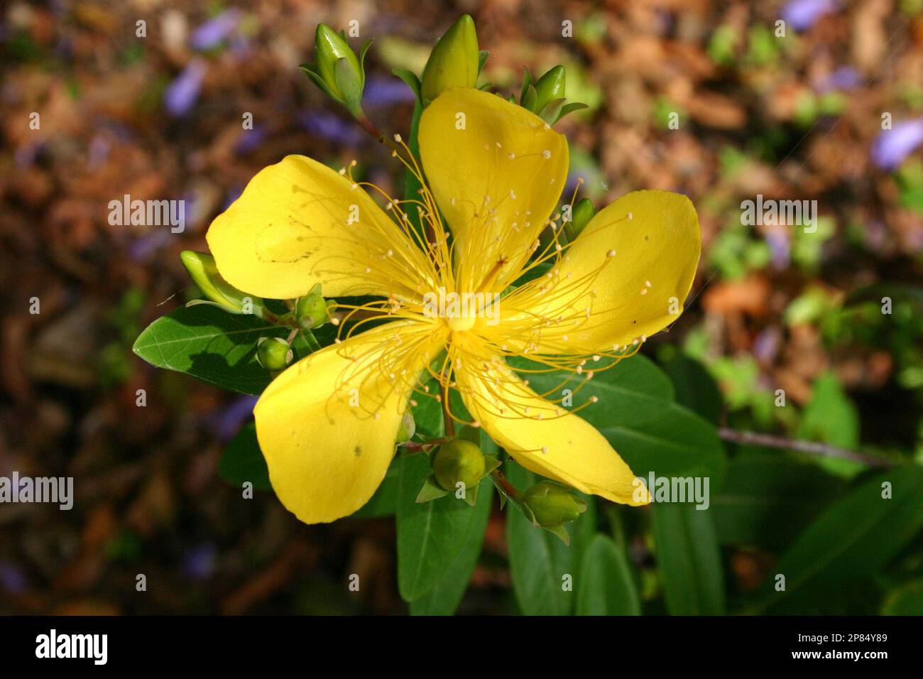 HYPERICUM PATULUM HENRYI (SHRUBBY ST. JOHN'S WORT Stock Photo - Alamy