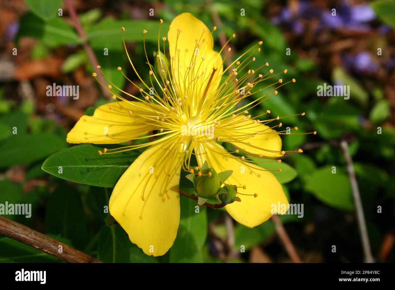 Shrubby st johns wort hi-res stock photography and images - Alamy