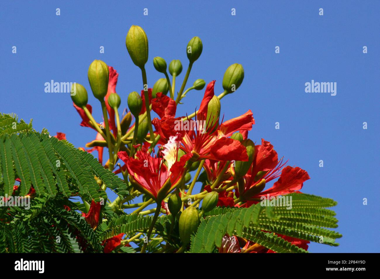 ROYAL POINCIANA TREE ALSO KNOWN AS A FLAME TREE Stock Photo - Alamy