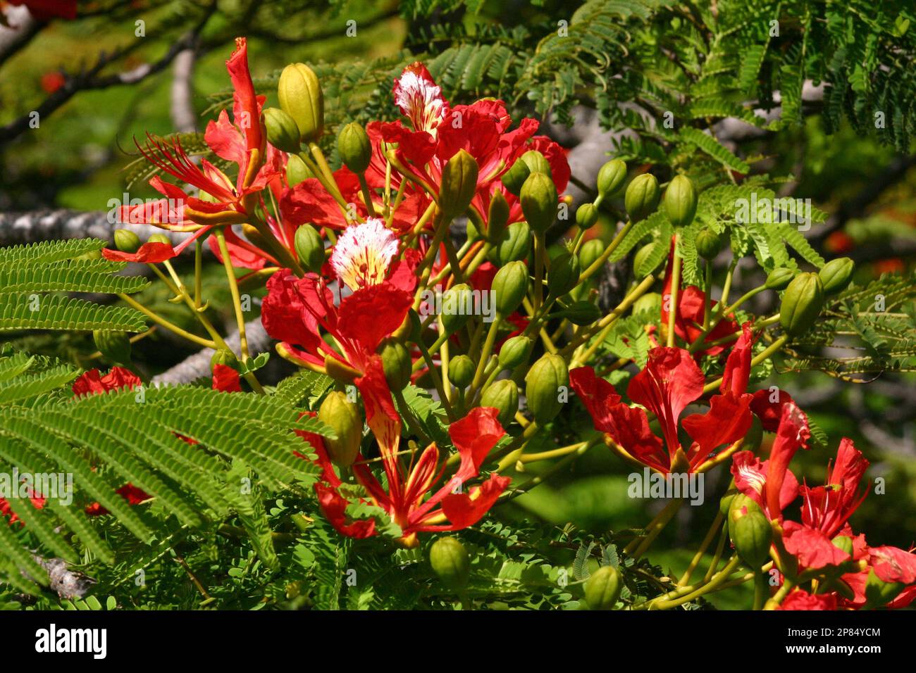 ROYAL POINCIANA TREE ALSO KNOWN AS A FLAME TREE Stock Photo - Alamy