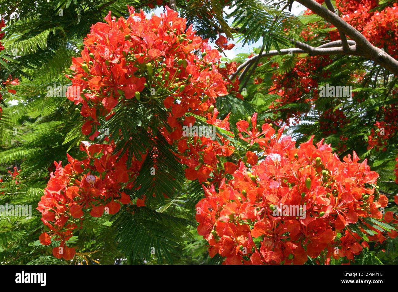 ROYAL POINCIANA TREE ALSO KNOWN AS A FLAME TREE Stock Photo - Alamy