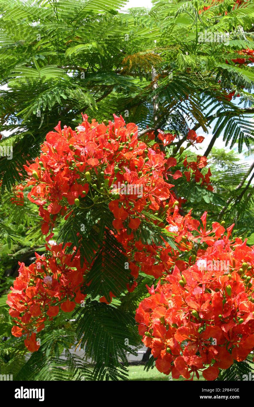 ROYAL POINCIANA TREE ALSO KNOWN AS A FLAME TREE Stock Photo - Alamy