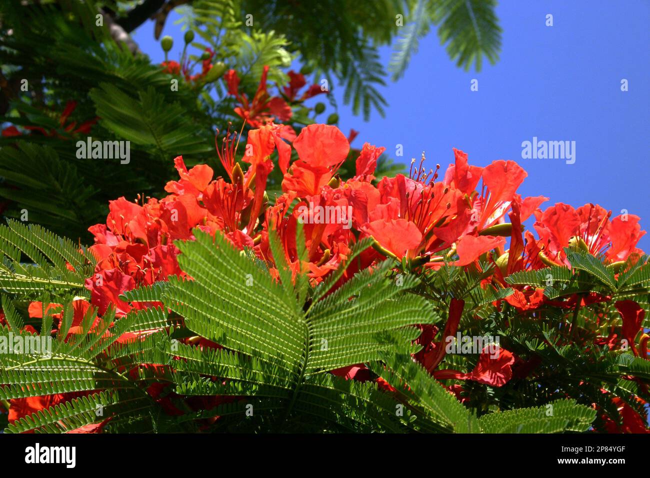 ROYAL POINCIANA TREE ALSO KNOWN AS A FLAME TREE Stock Photo - Alamy