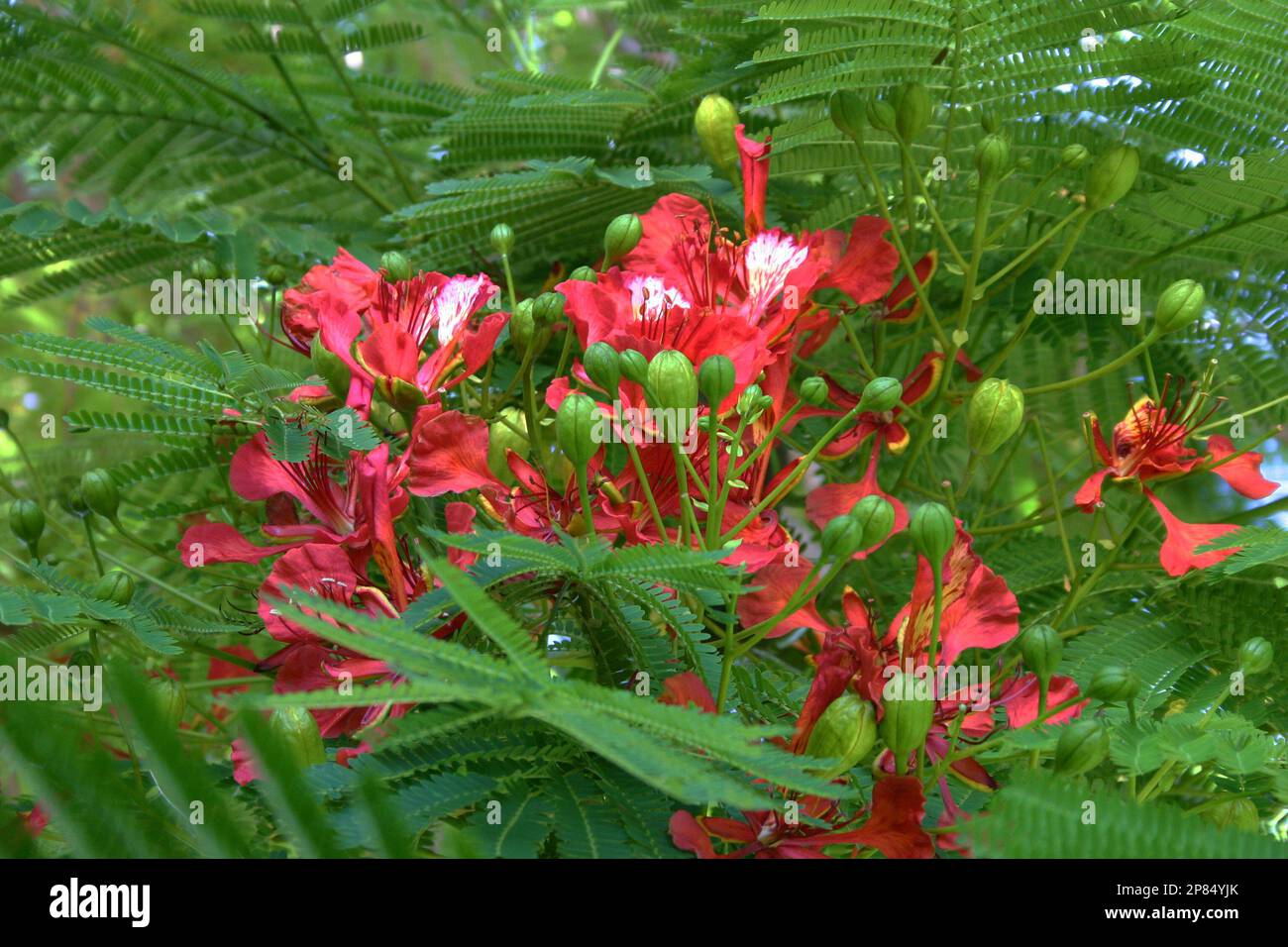 ROYAL POINCIANA TREE ALSO KNOWN AS A FLAME TREE Stock Photo - Alamy