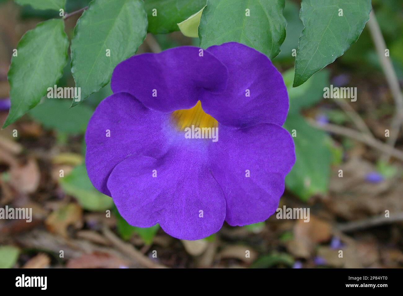 THUNBERGIA ERECTA COMMONLY KNOWN AS KINGS-MANTLE OR POTATO BUSHES Stock ...