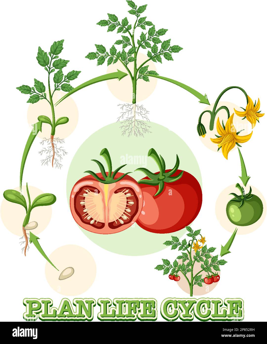 Life cycle of a tomato plant diagram illustration Stock Vector Image ...