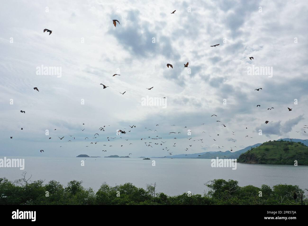 Hundreds of flying foxes fly towards the cloudy sky, trees in the ...