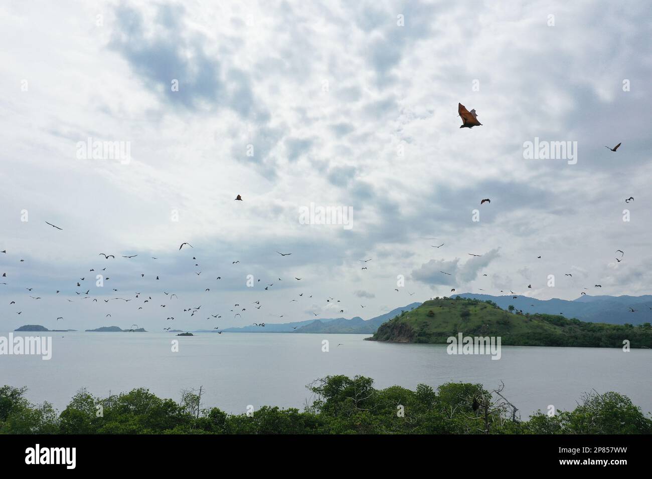 Hundreds of flying foxes fly towards the cloudy sky, trees in the ...