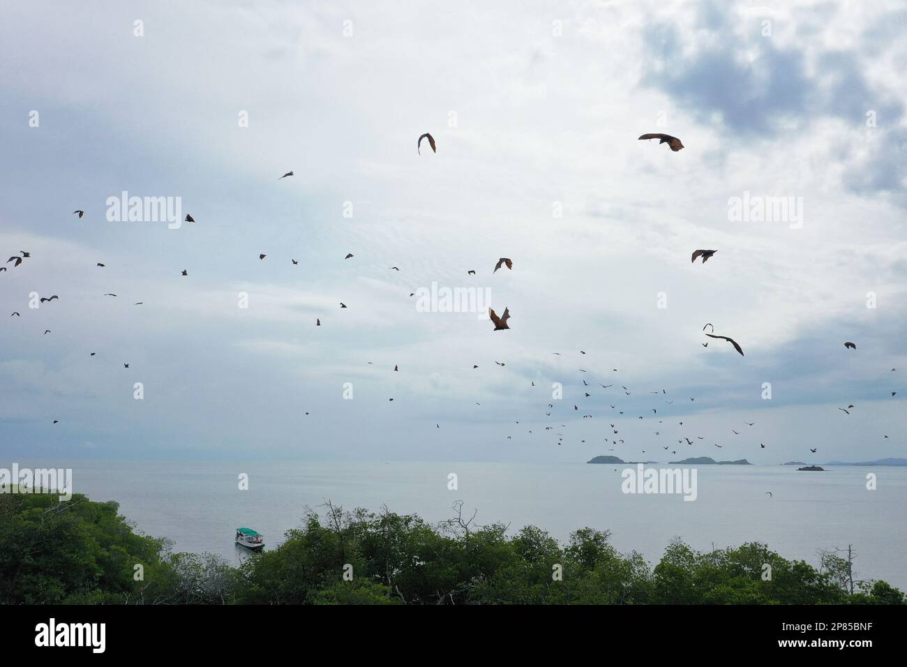 Hundreds of flying foxes fly towards the cloudy sky, trees in the ...