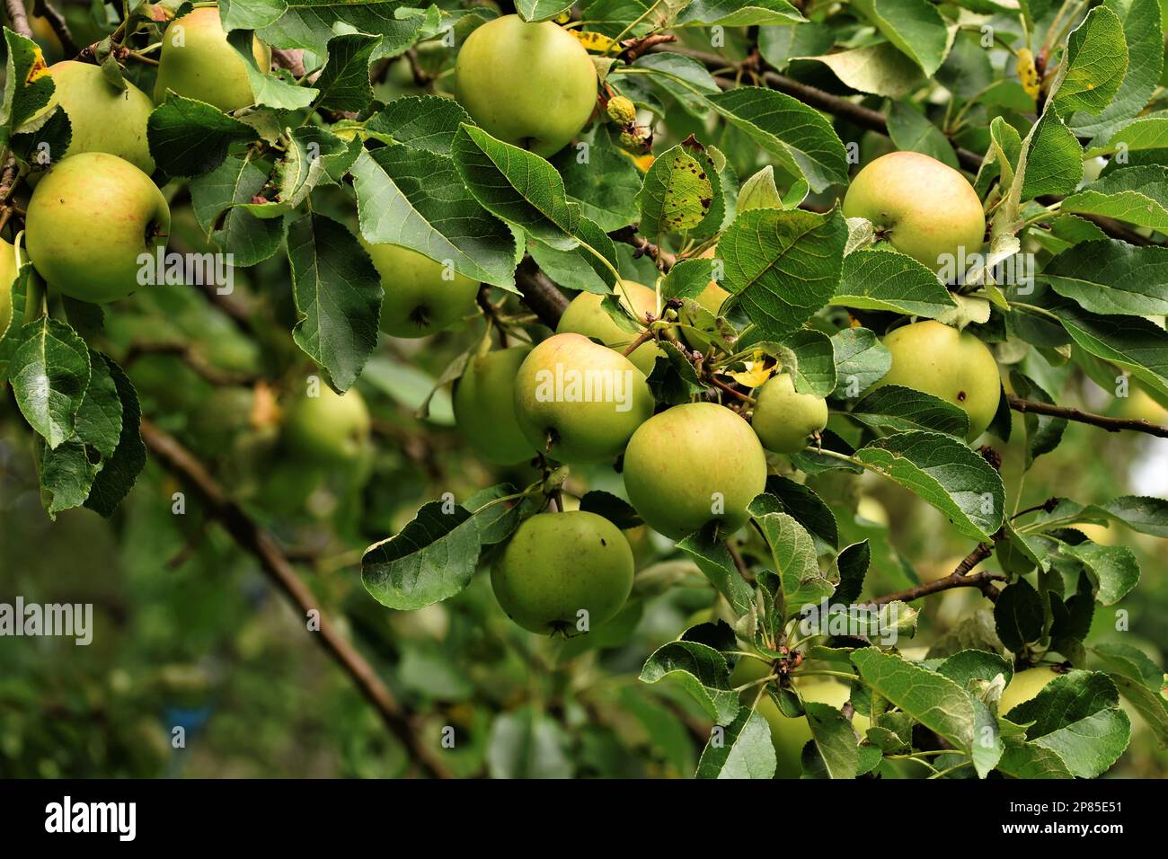 Seamless pattern apple tree hi-res stock photography and images - Alamy