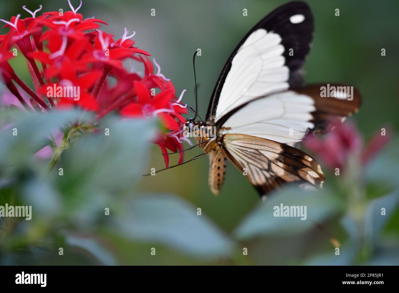 Beautiful butterfl hi-res stock photography and images - Alamy