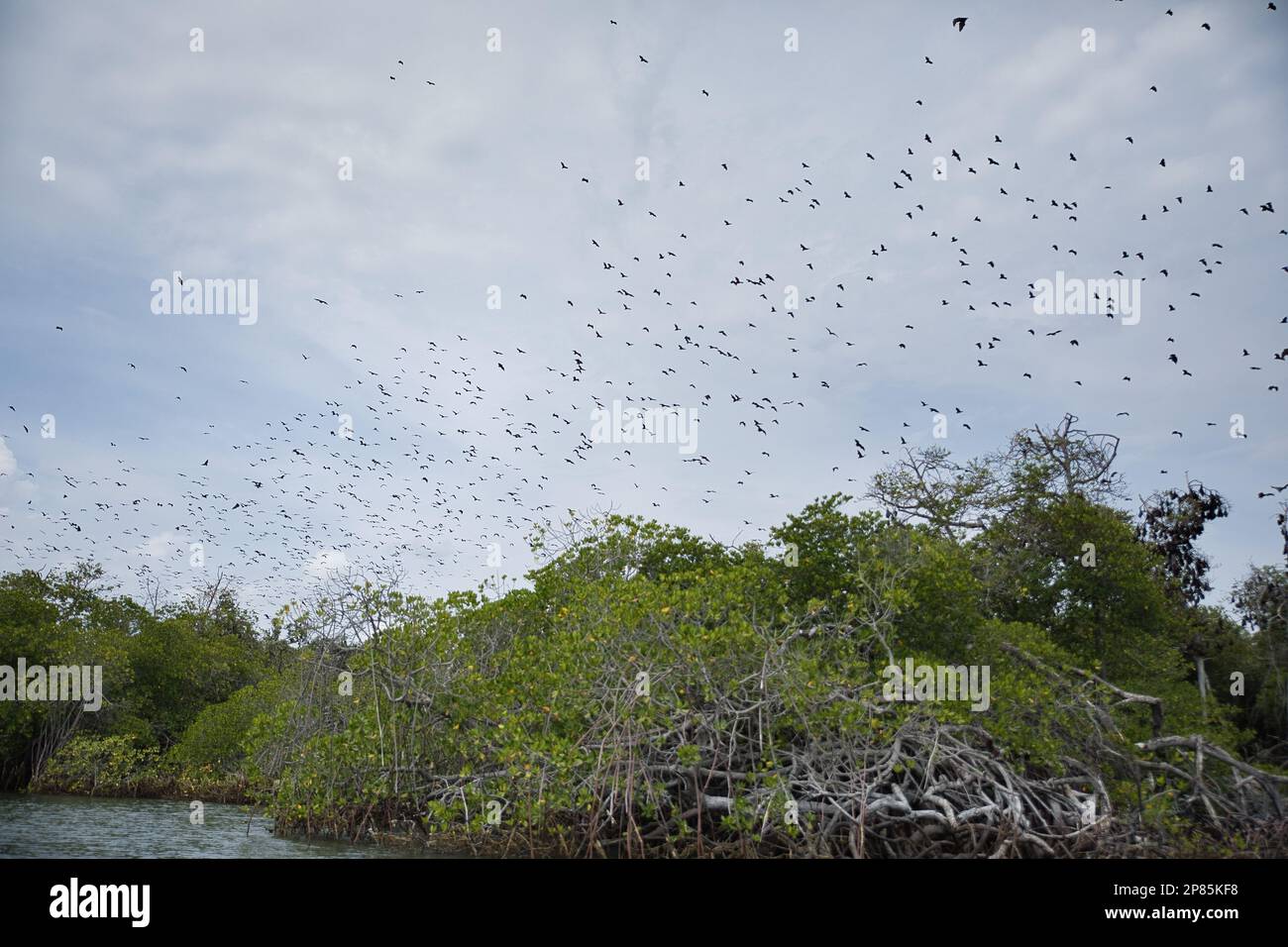 Flying on hill towards trees hi-res stock photography and images - Alamy