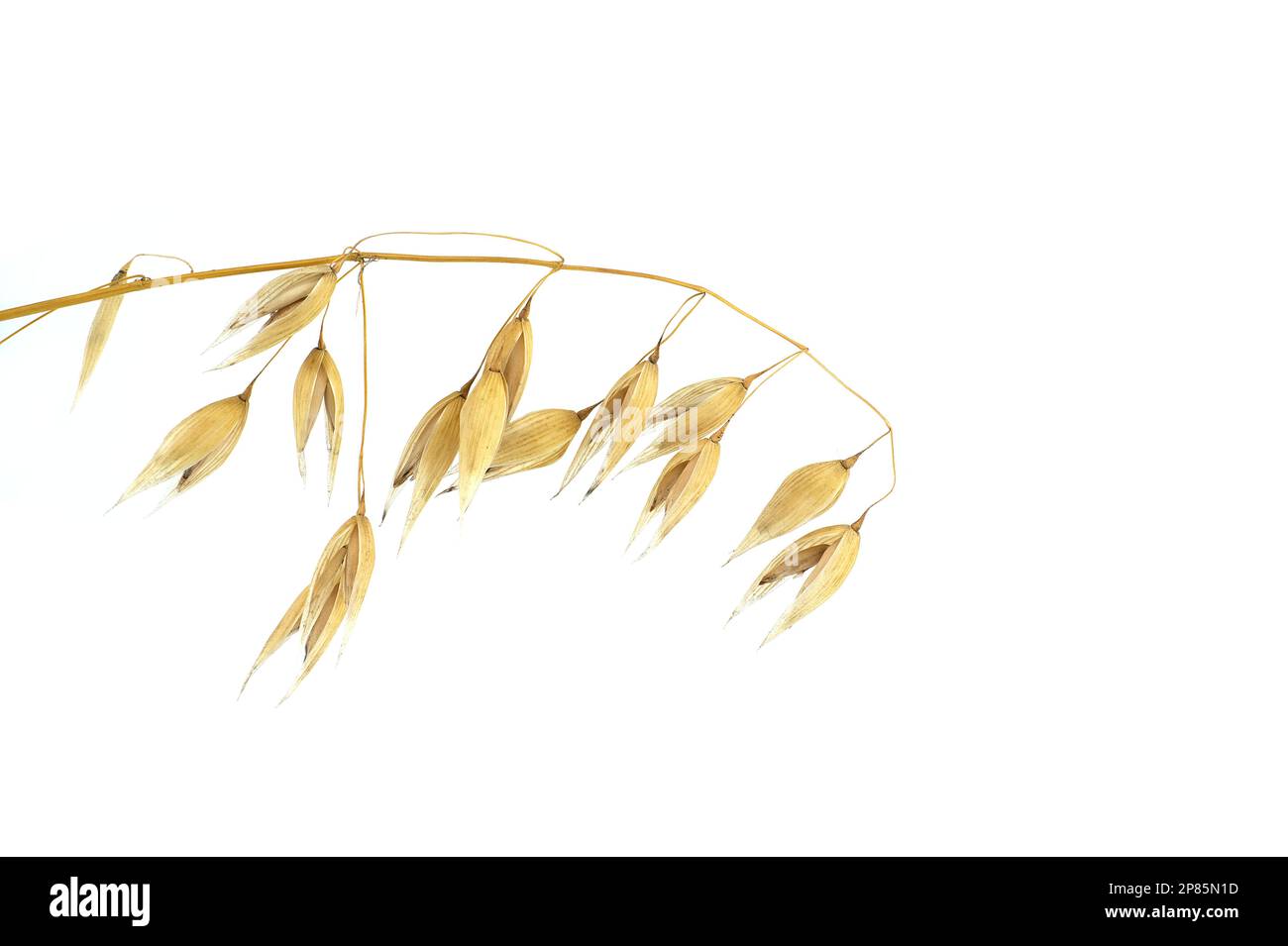 Common oat (Avena sativa) branch with ready to harvest oats grains ...