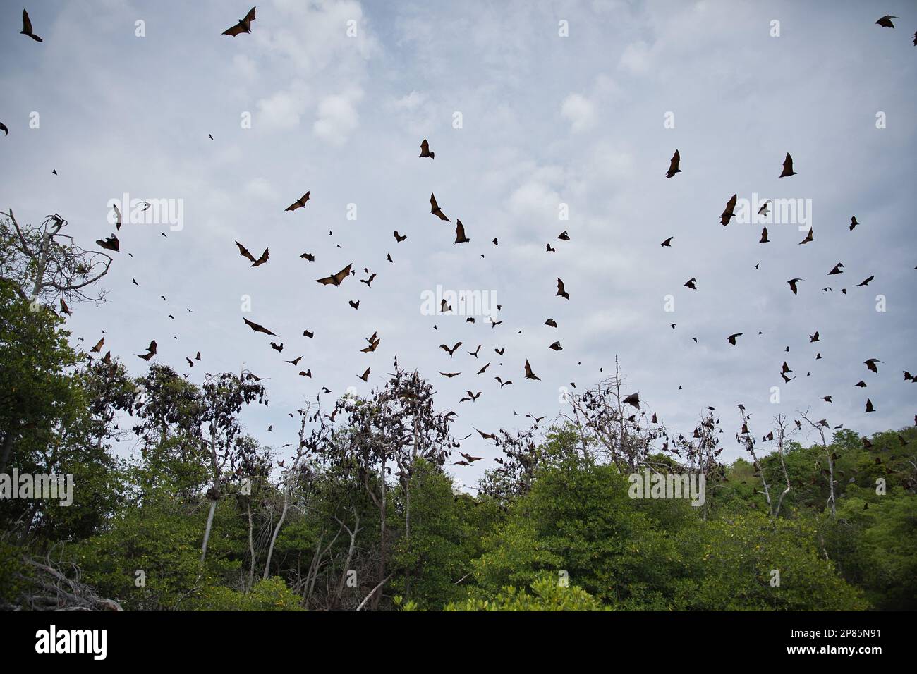 Flying on hill towards trees hi-res stock photography and images - Alamy