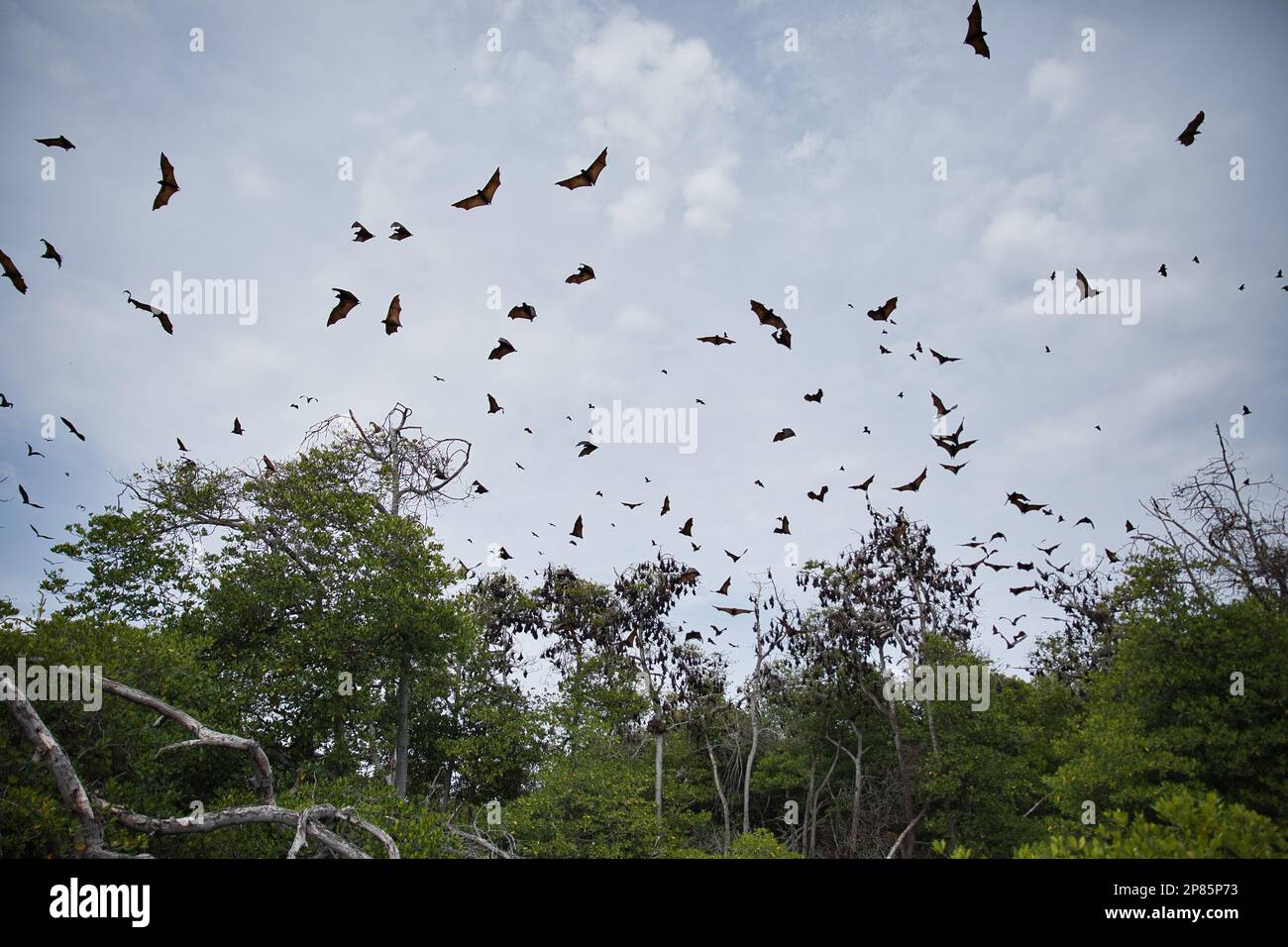 Hundreds of flying foxes fly towards cloudy sky, among them trees, in ...