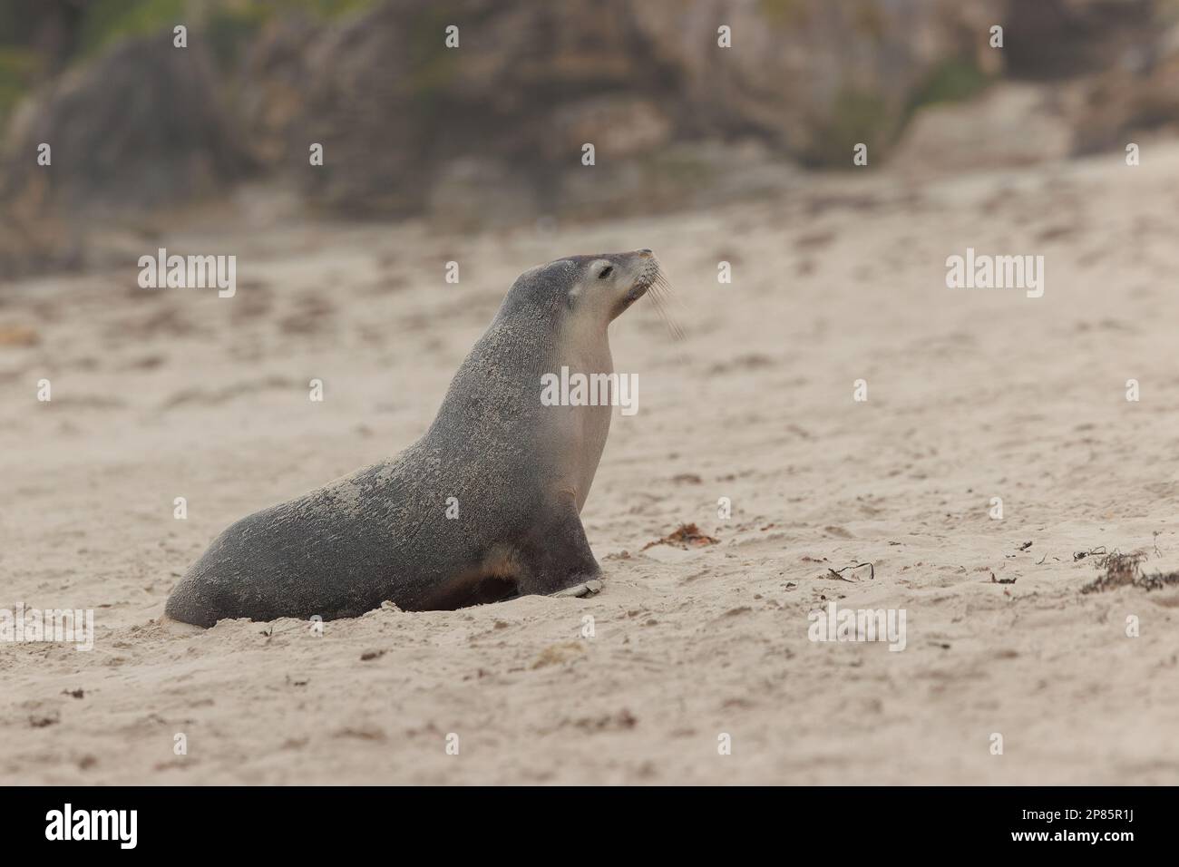 An adolescent Australian Sea-Lion sits proudly on the sands of Seal Bay ...