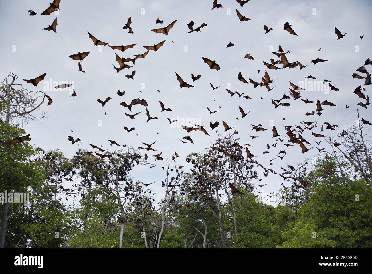 Hundreds of flying foxes fly towards cloudy sky, among them trees, in ...