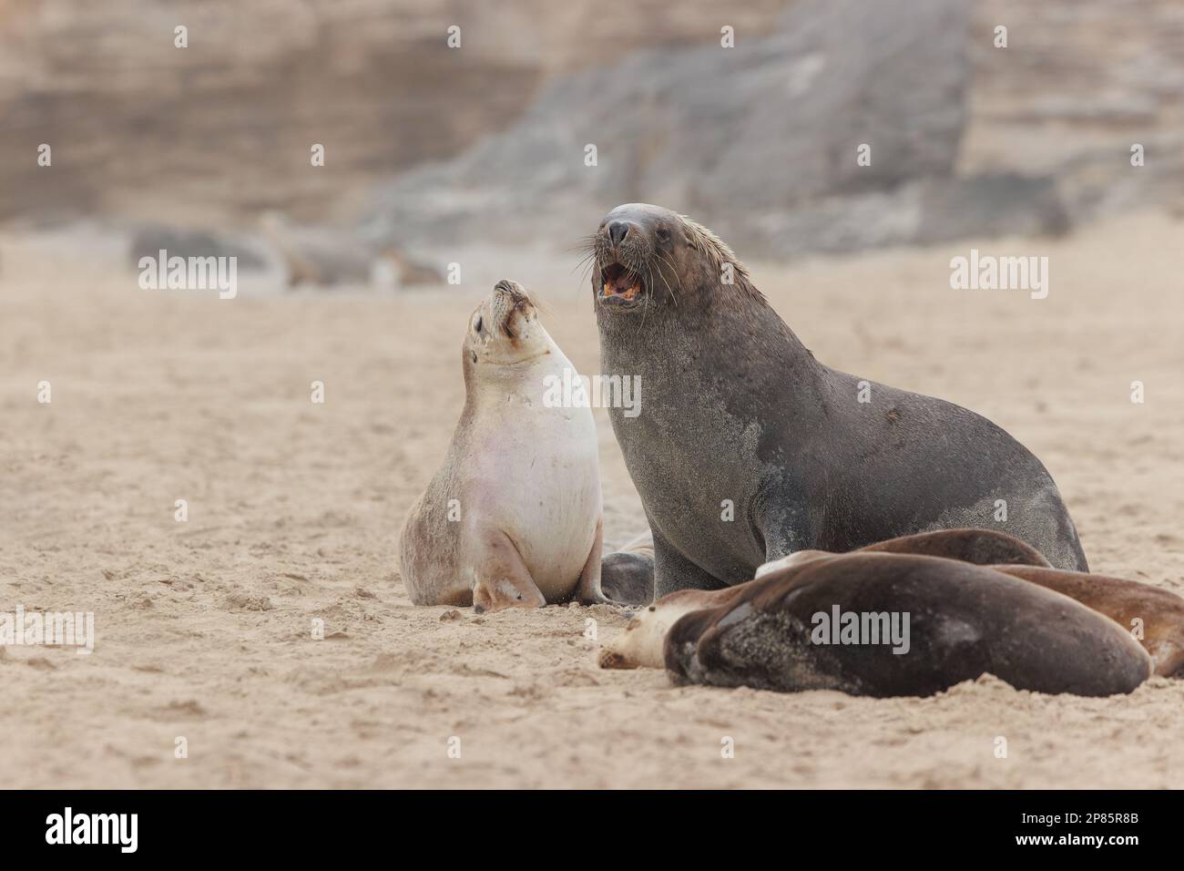 A bull (male) Australian Sea-Lion bellows at a young cow (female) sea ...
