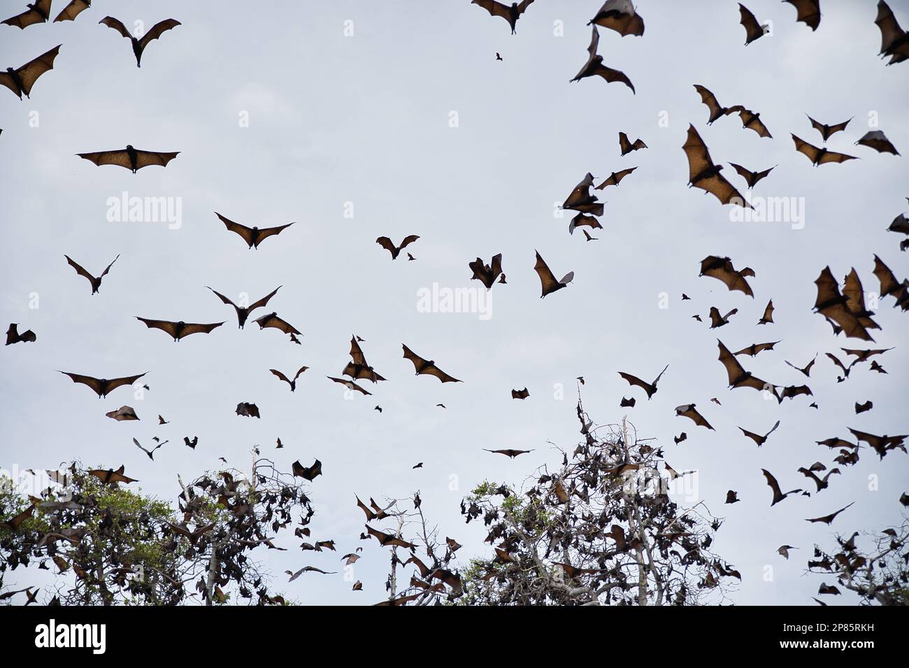 Hundreds of flying foxes fly towards cloudy sky, among them trees, in ...