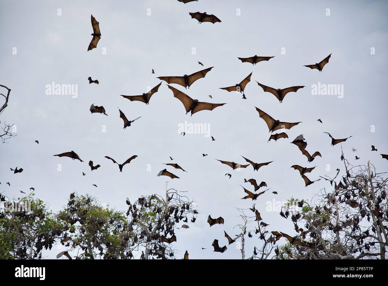 Hundreds of flying foxes fly towards cloudy sky, among them trees, in ...