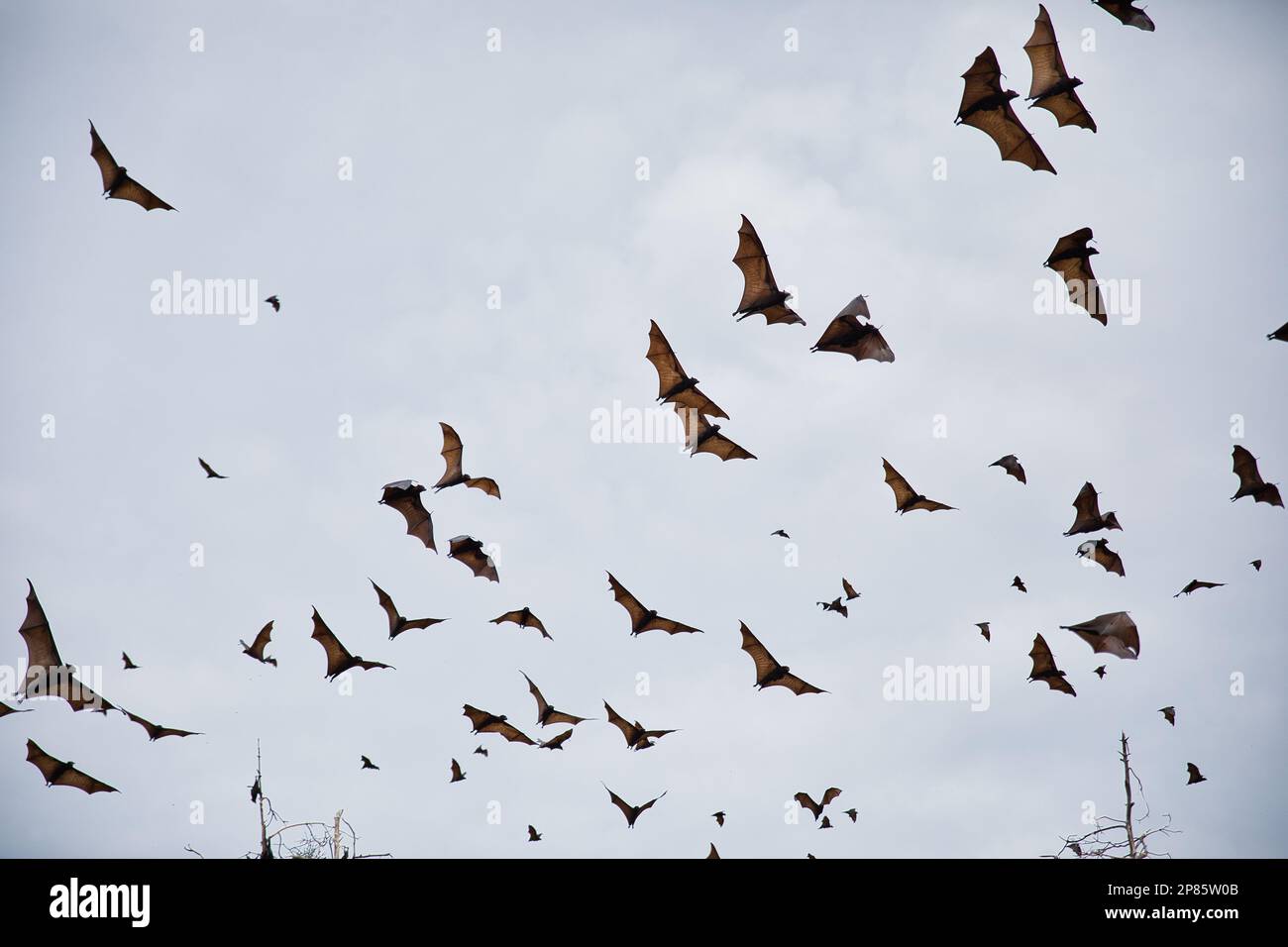Hundreds of flying foxes fly towards cloudy sky in Riung on Flores ...