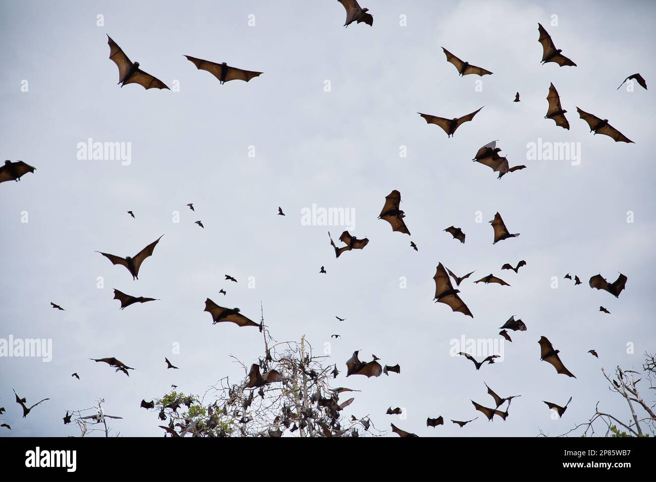 Hundreds of flying foxes fly towards cloudy sky in Riung on Flores ...