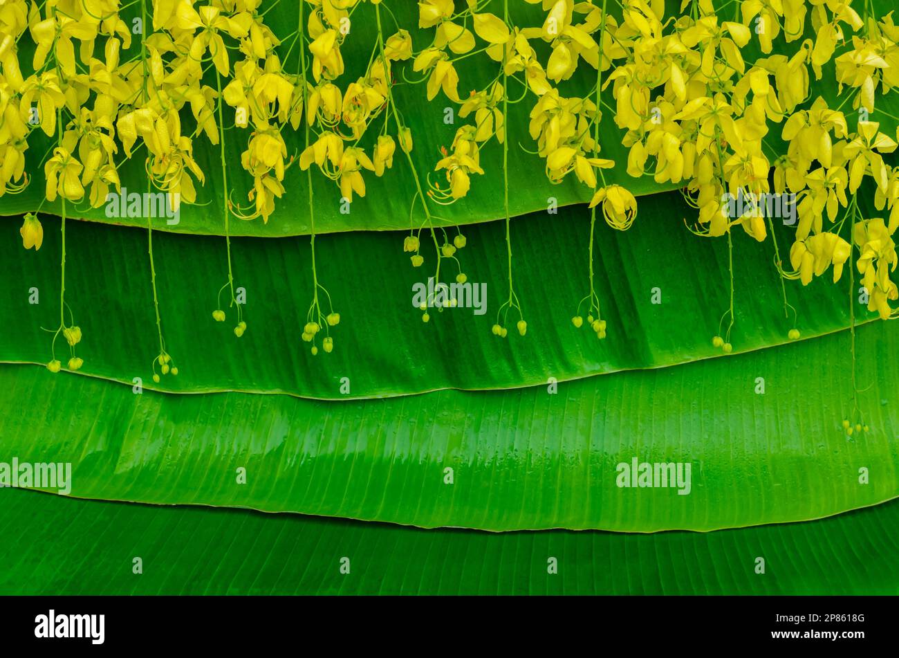 Ratchapruek or Golden shower flower which is symbol for Thailand Songkran festival hanging on ...