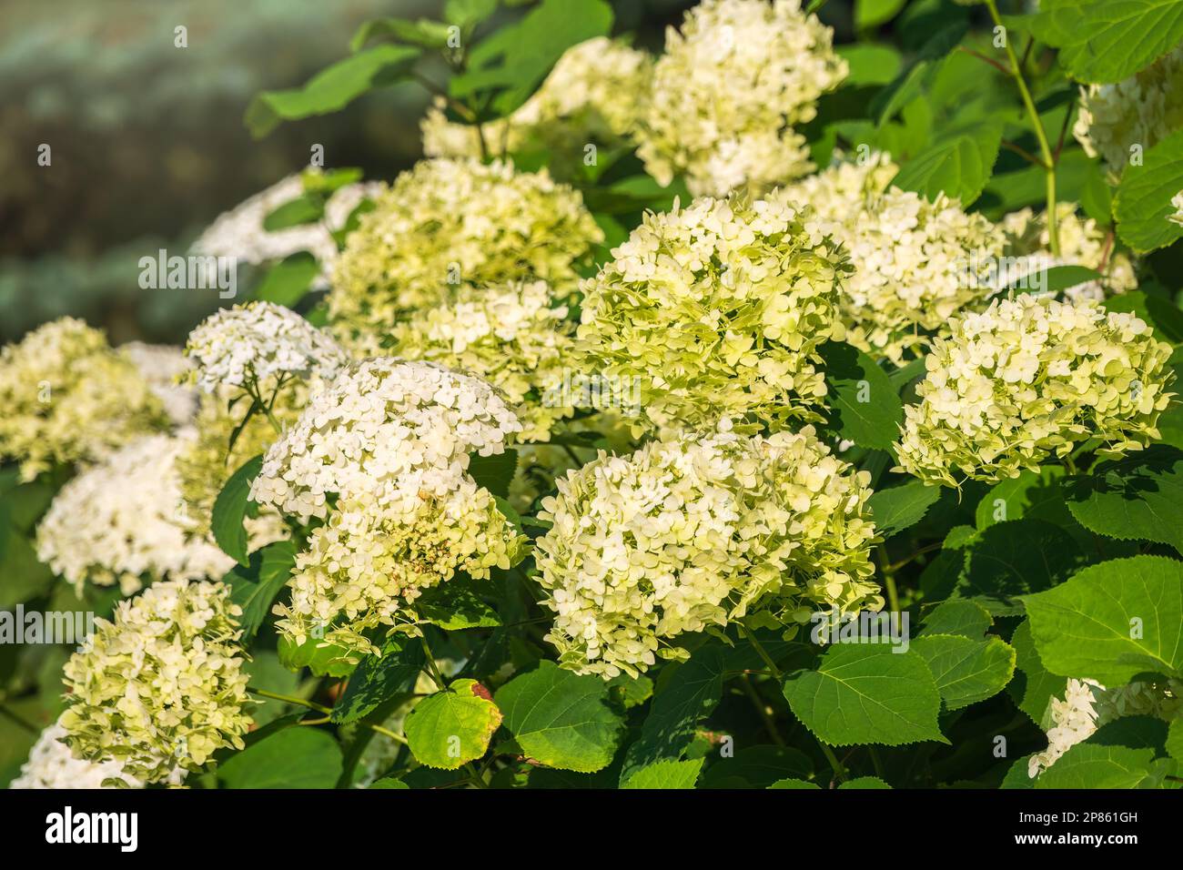 Lush white and yellow hydrangea flowers in summer. White and yellow ...