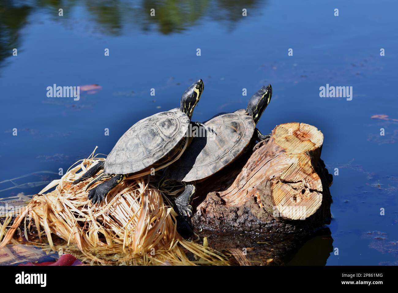 Golden turtles hi-res stock photography and images - Alamy