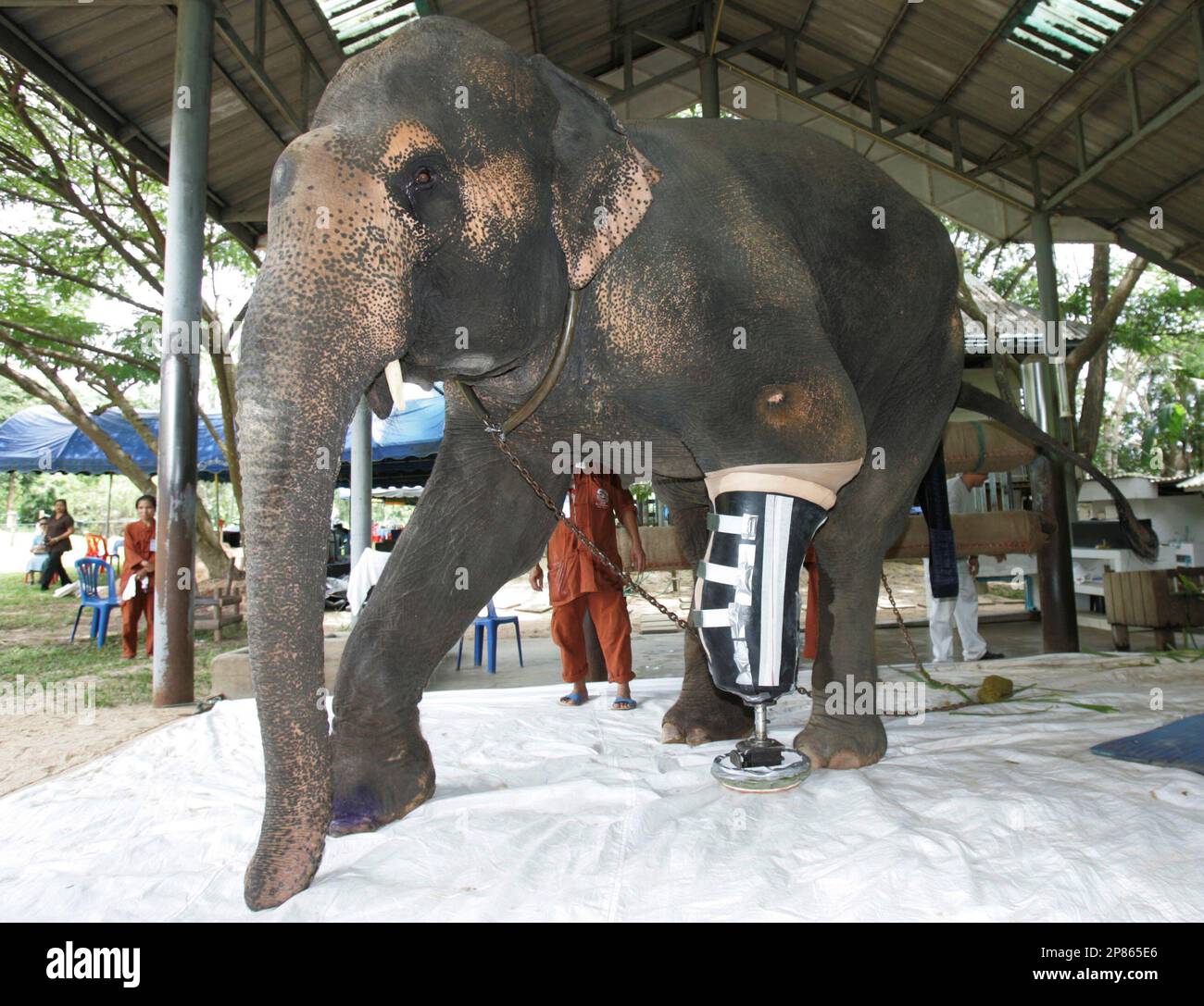 Motola, a 48-year-old female elephant who lost part of her left front ...