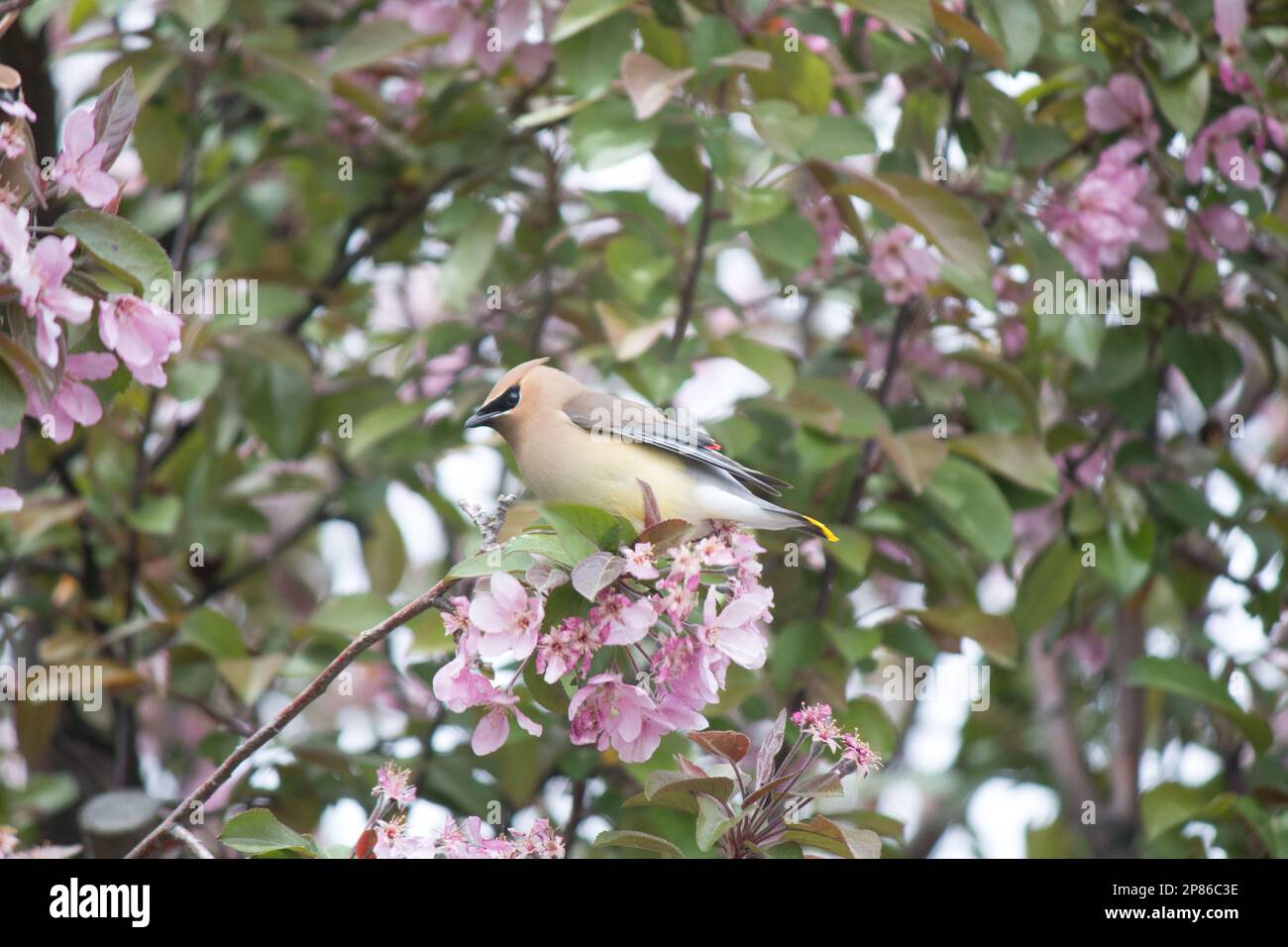 Orchard bird watching hi-res stock photography and images - Alamy