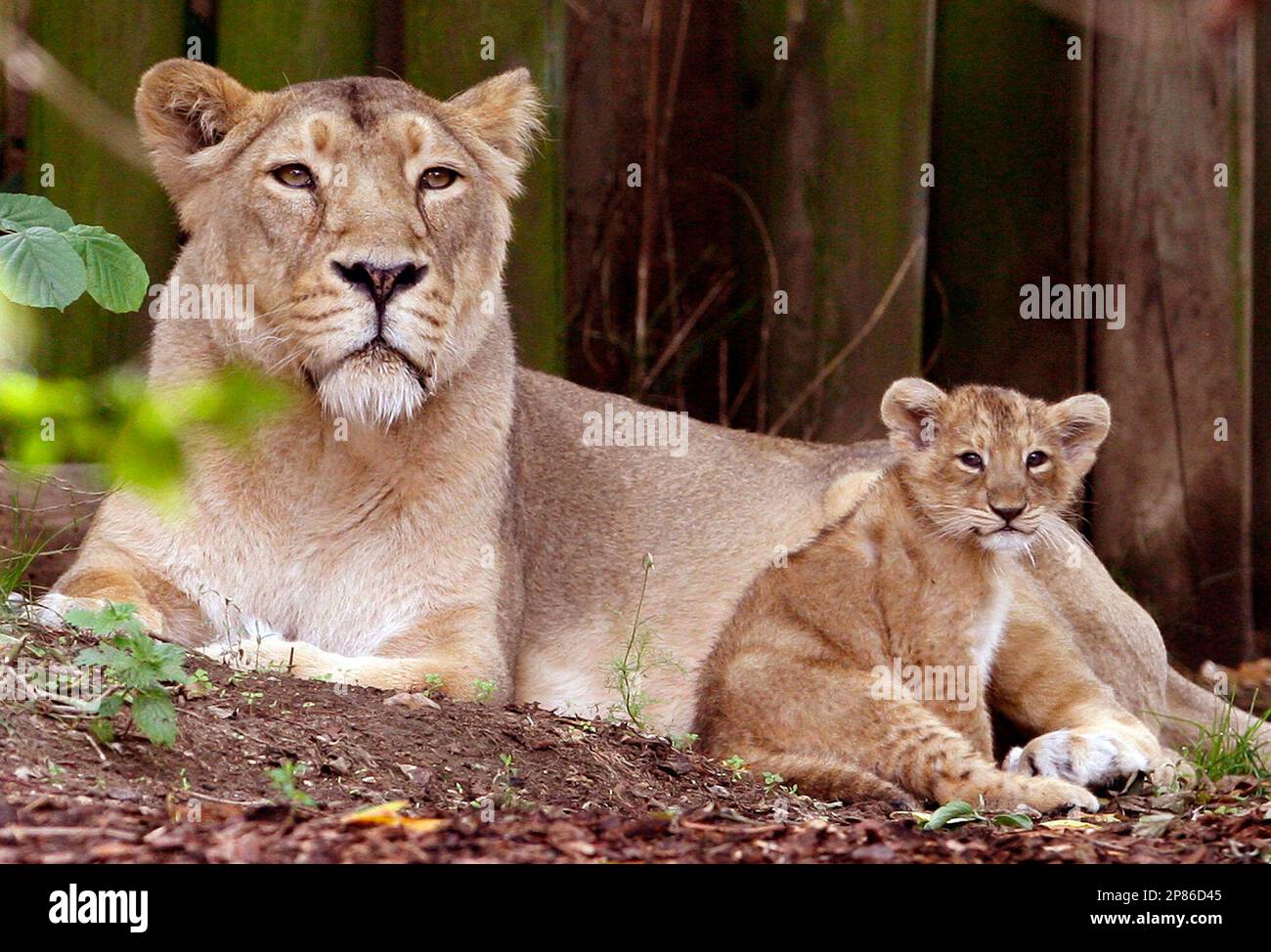 Abi an Asian Lion sits with her ten-week old cub at London Zoo ...