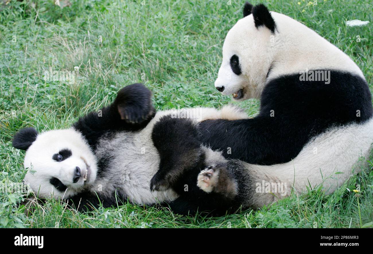 Panda Fu Long, left, plays with his mother Yang Yang in the outdoor ...