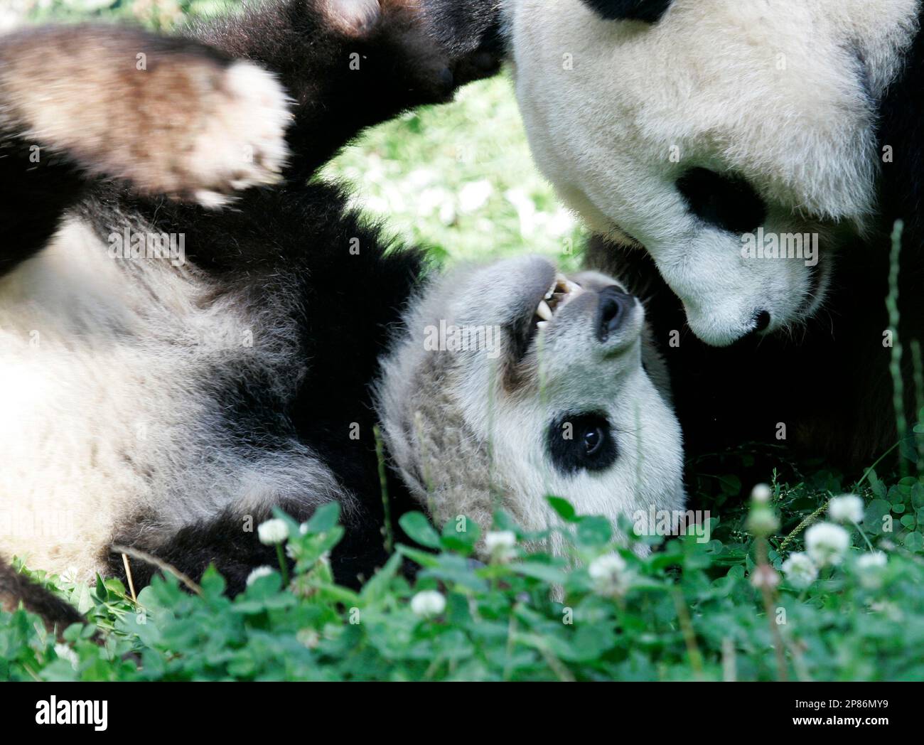 Panda Fu Long, right, plays with his mother Yang Yang in the outdoor ...