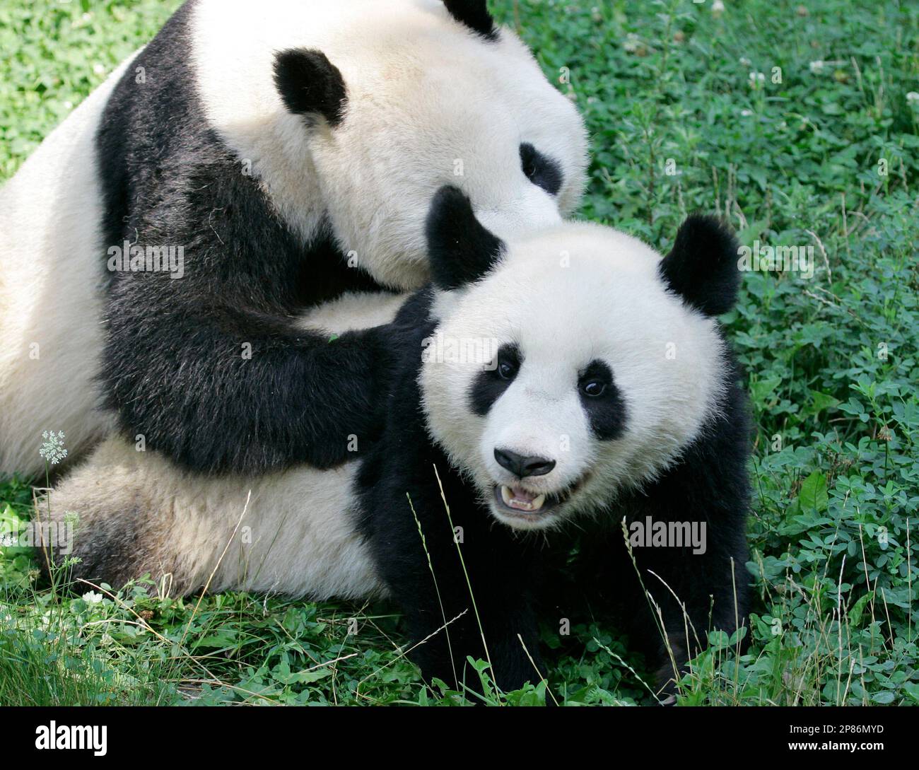 Panda Fu Long, left, plays with his mother Yang Yang in the outdoor ...