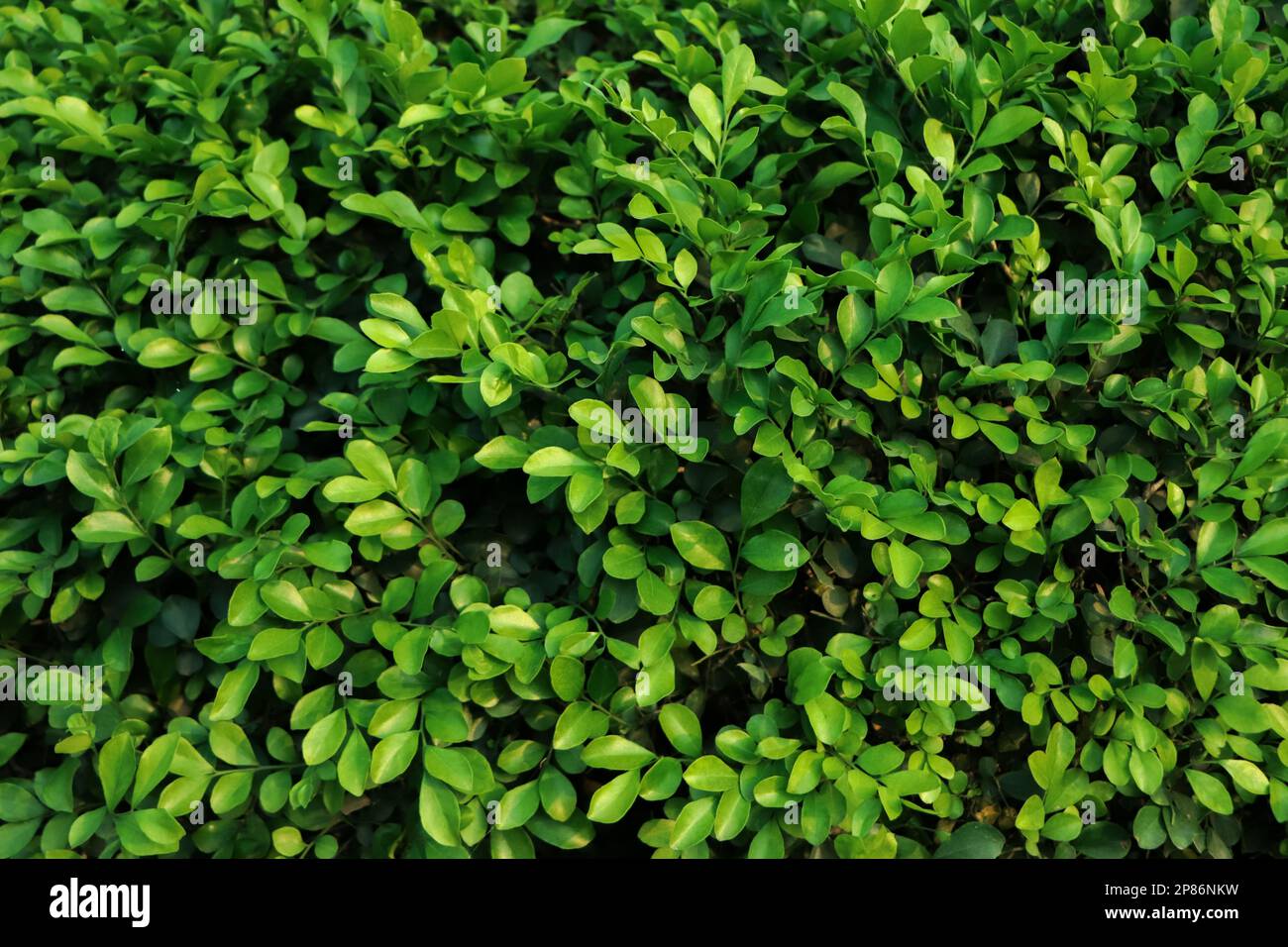 Green leaves wall texture background Stock Photo - Alamy
