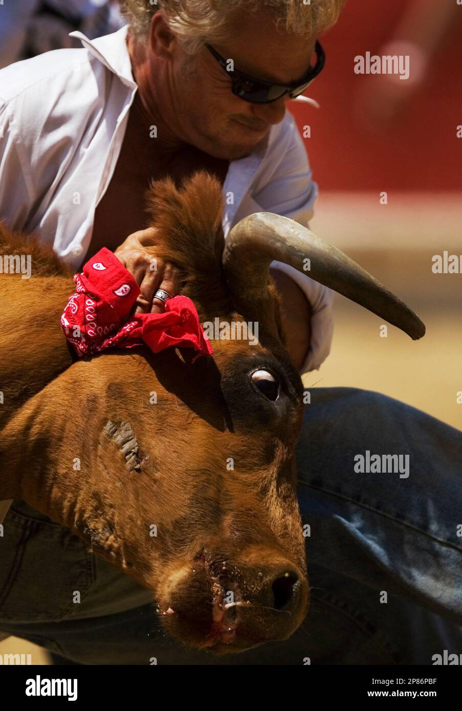A man grabs the neck of a bull in the bullring Plaza La Monumental in ...
