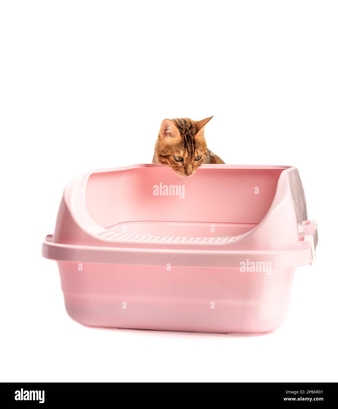 A Bengal cat sits next to a plastic toilet with bentonite filling ...