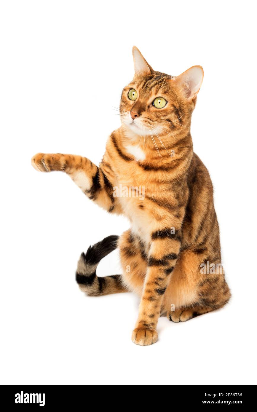 Bengal cat with raised paw isolated on white background Stock Photo - Alamy