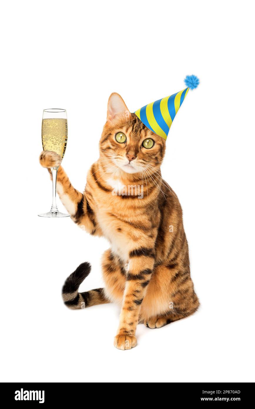 Ginger cat at a party on a white background with a glass of champagne ...