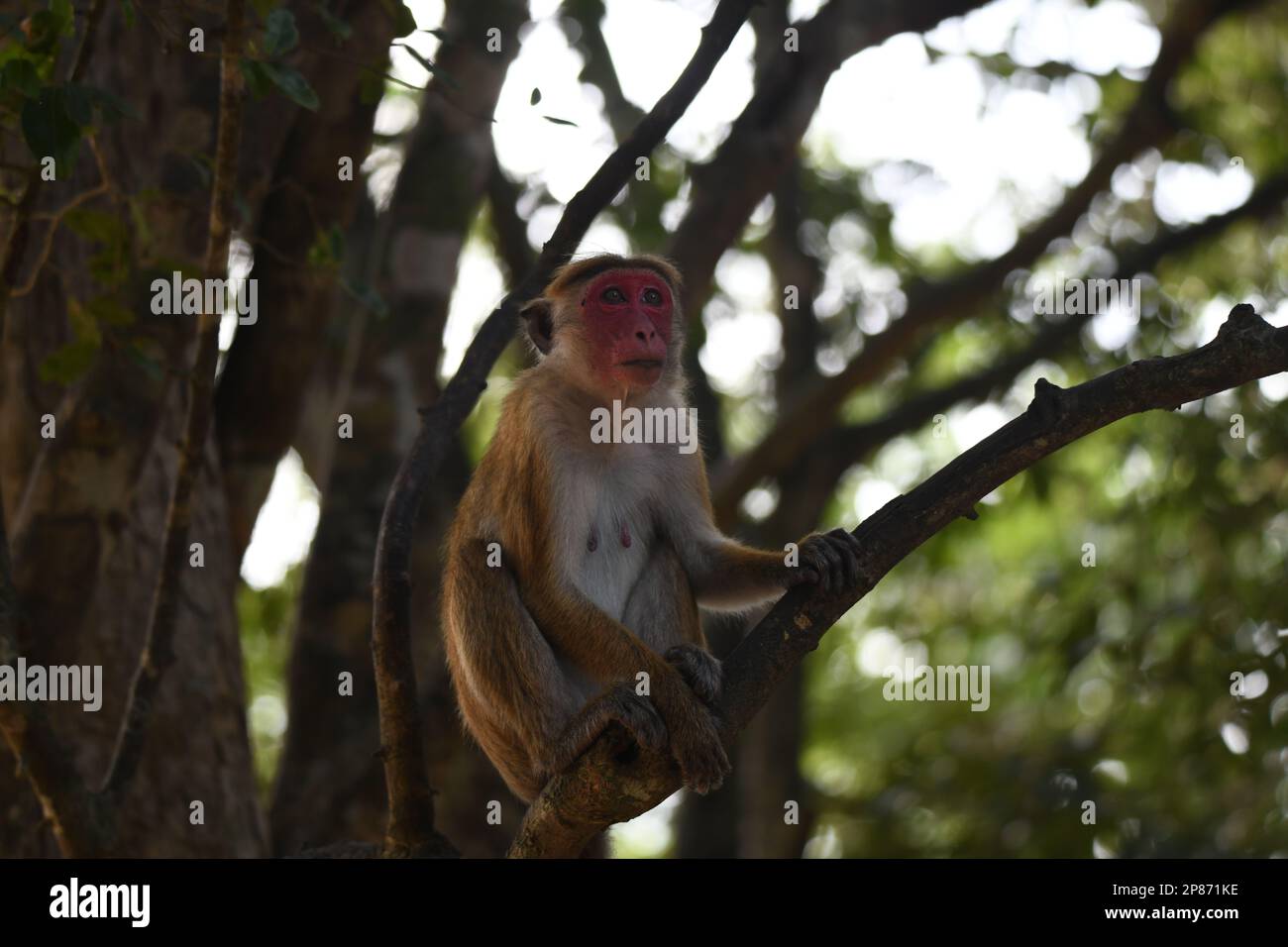 Sri Lankan Rilawa Stock Photo - Alamy