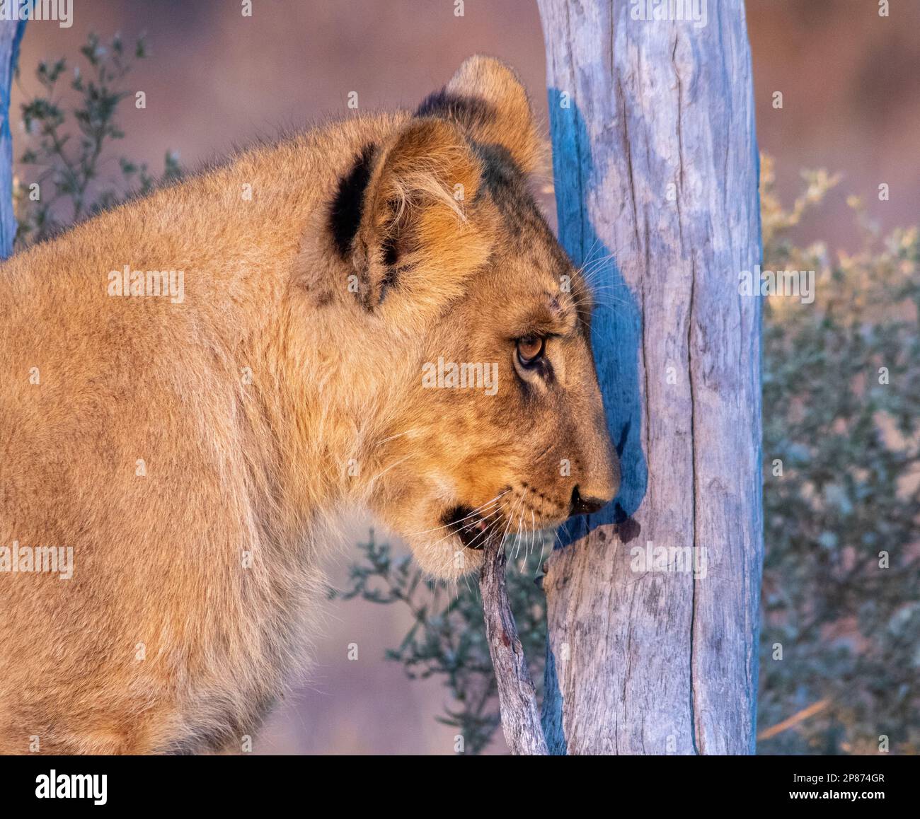 Portrait of a young lion chewing on a dead tree Stock Photo - Alamy