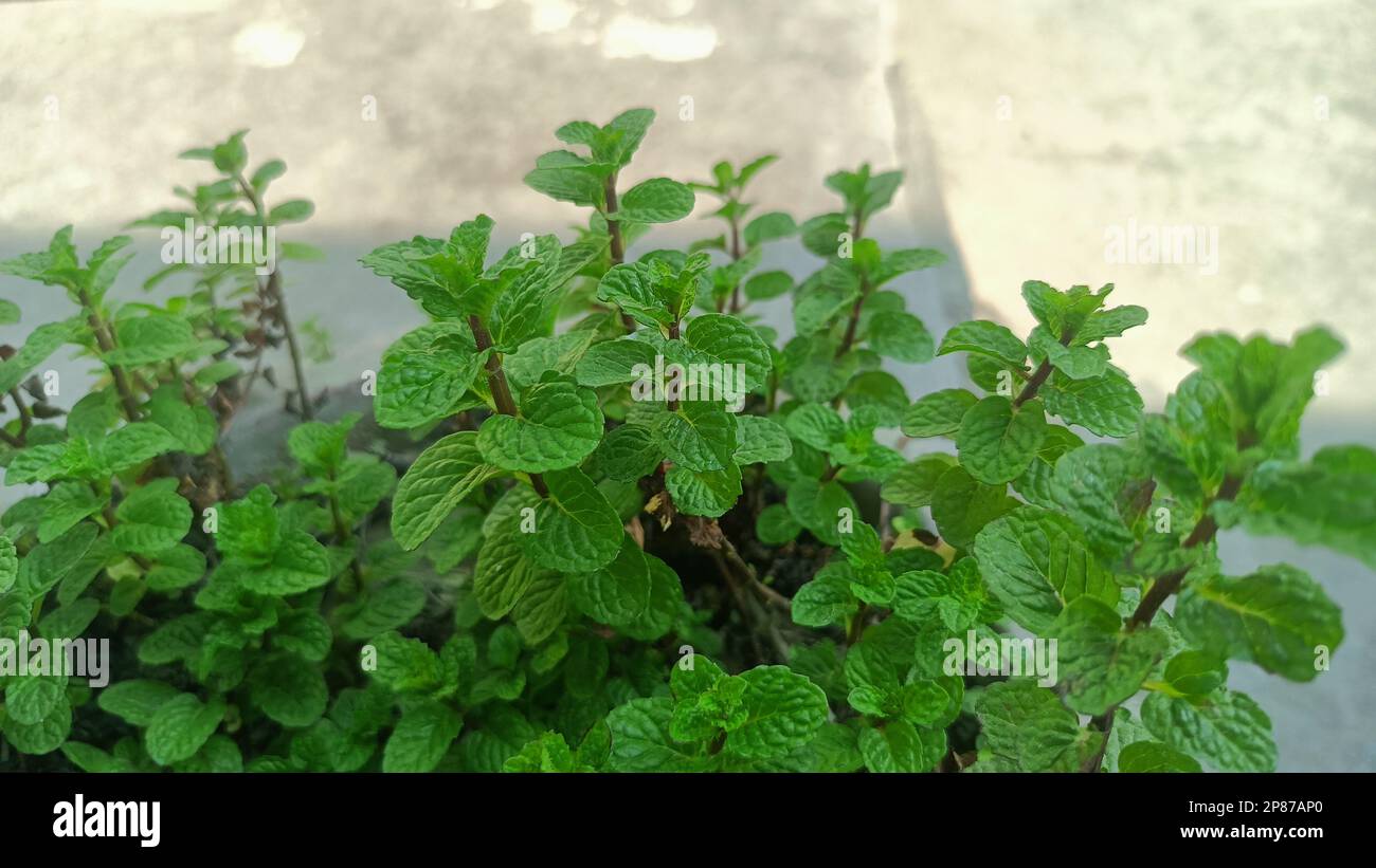 Plants in mint family hi-res stock photography and images - Alamy