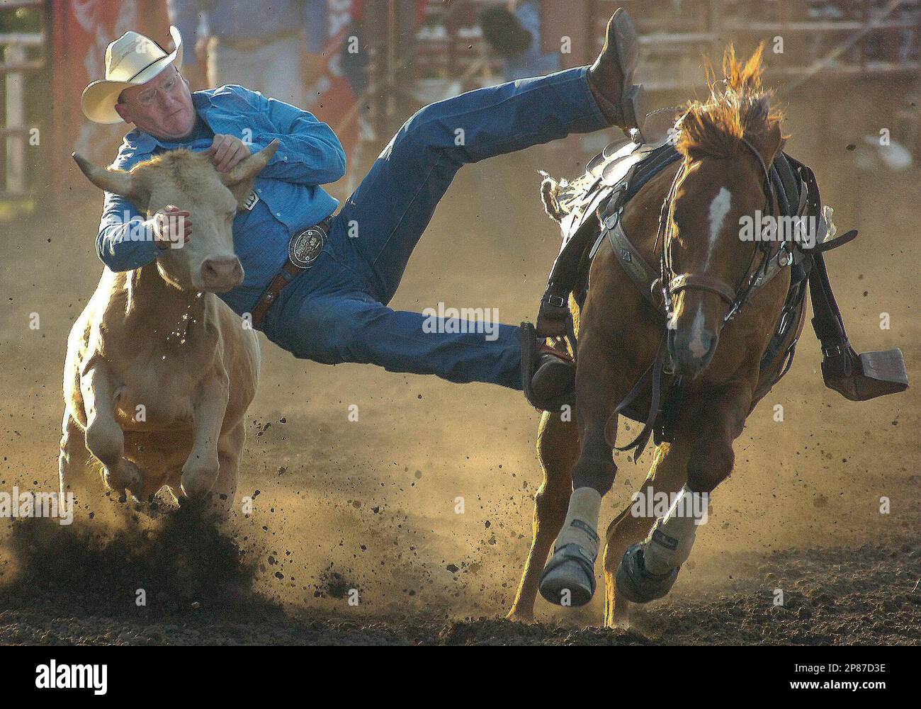Mark Radue of Belgrade, Montana dismounts his horse and grabs a steer ...