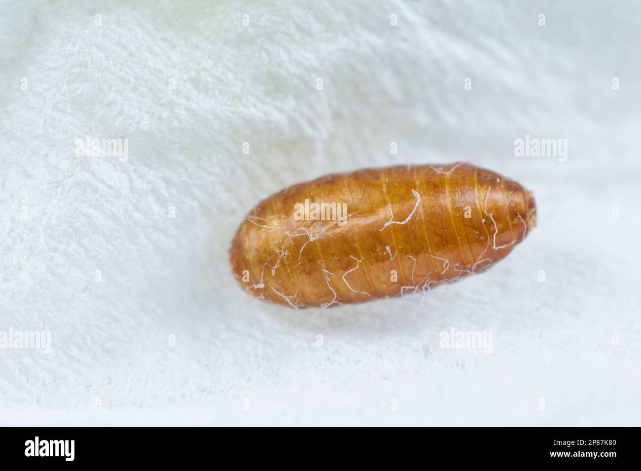 Fruit Fly Pupae