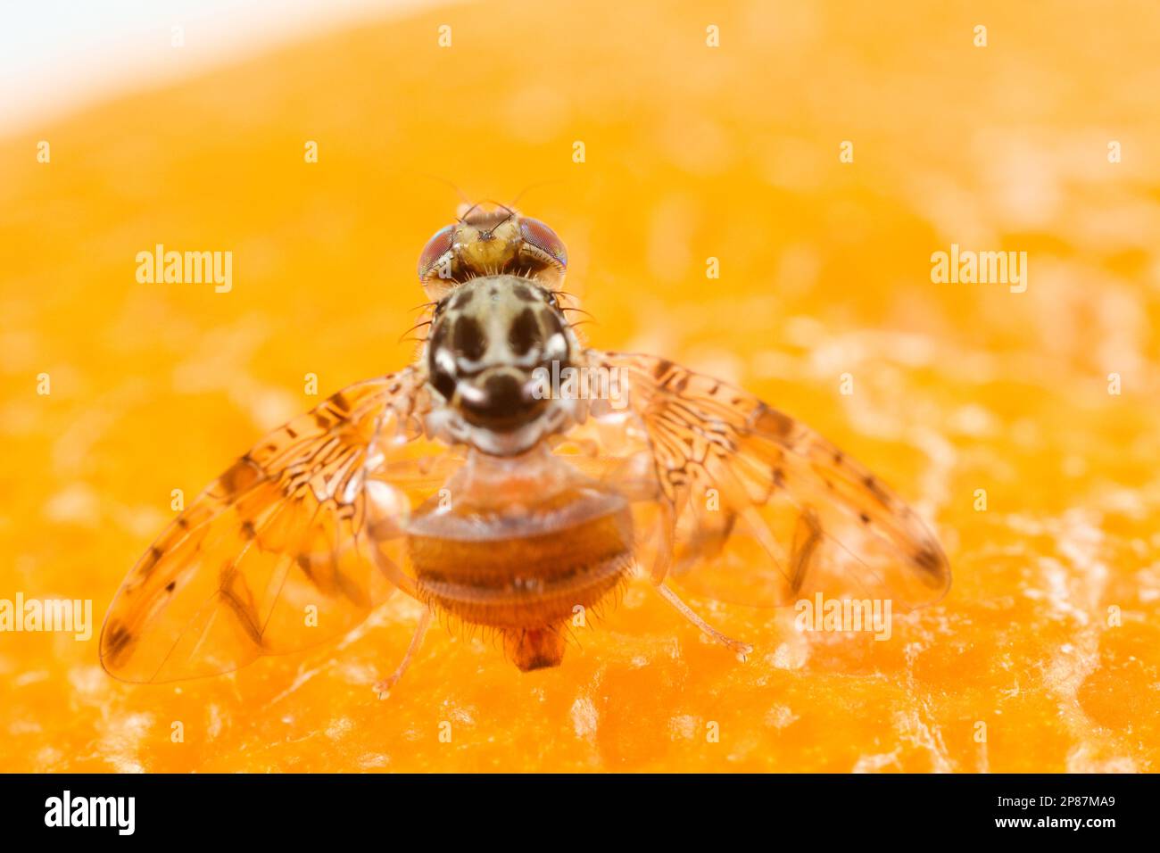 Mediterranean fruit fly (Ceratitis capitata Stock Photo - Alamy