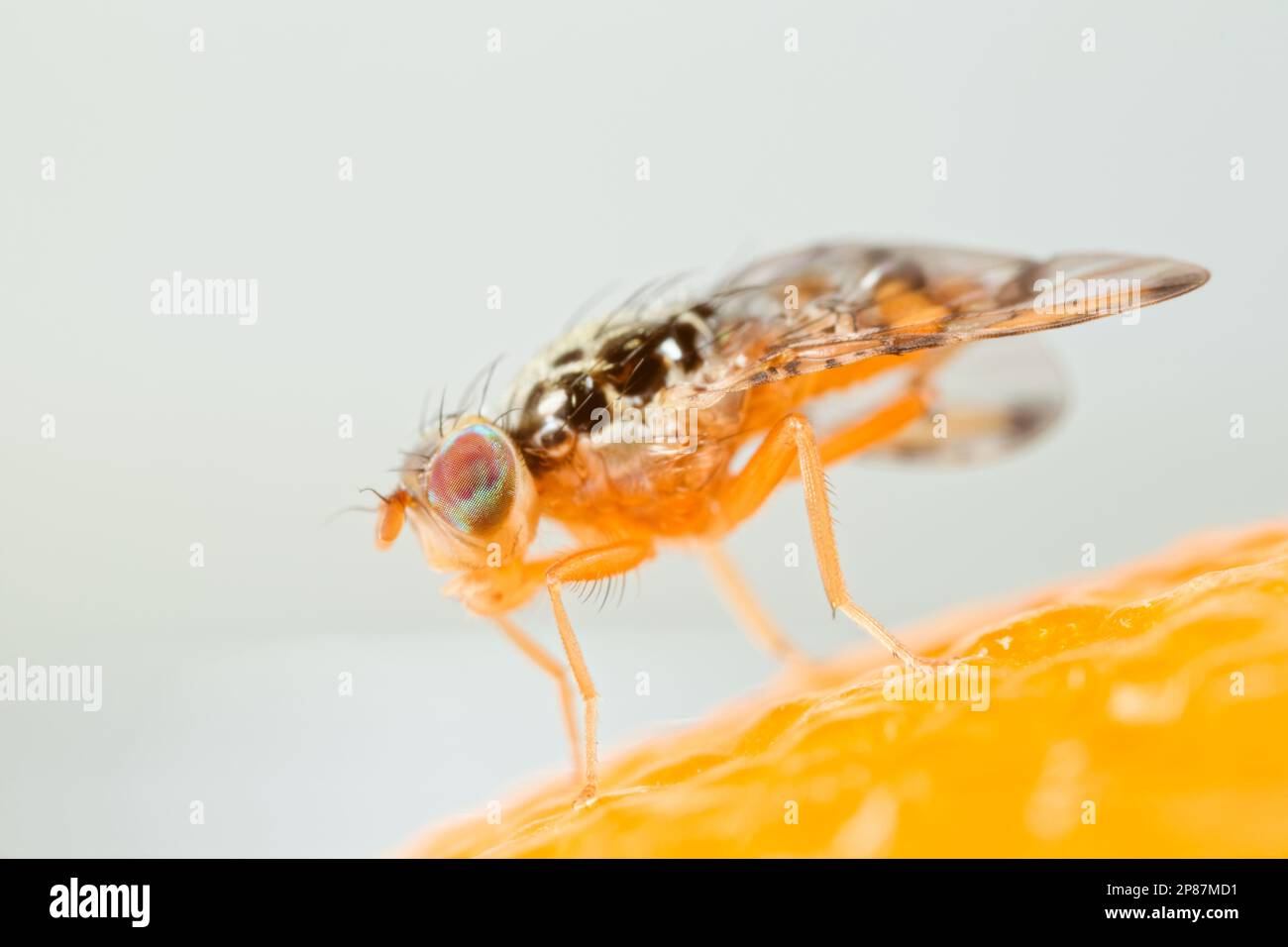 Mediterranean fruit fly (Ceratitis capitata Stock Photo - Alamy
