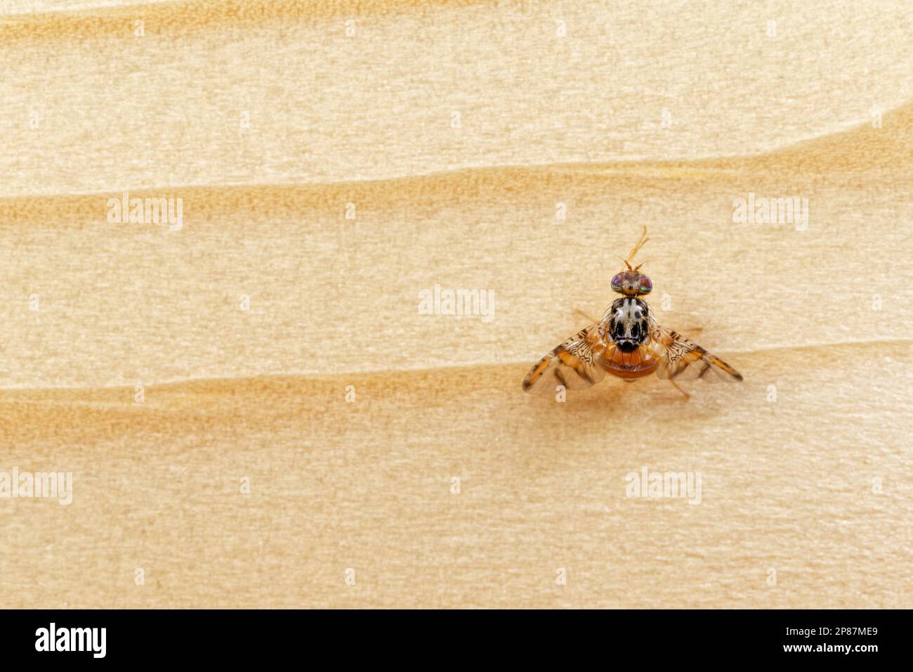 Mediterranean fruit fly (Ceratitis capitata Stock Photo - Alamy